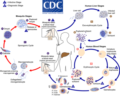 Malaria Prevention Guidelines - The Australasian College of Tropical ...