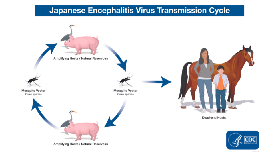 Japanese Encephalitis Guidelines - The Australasian College of Tropical ...